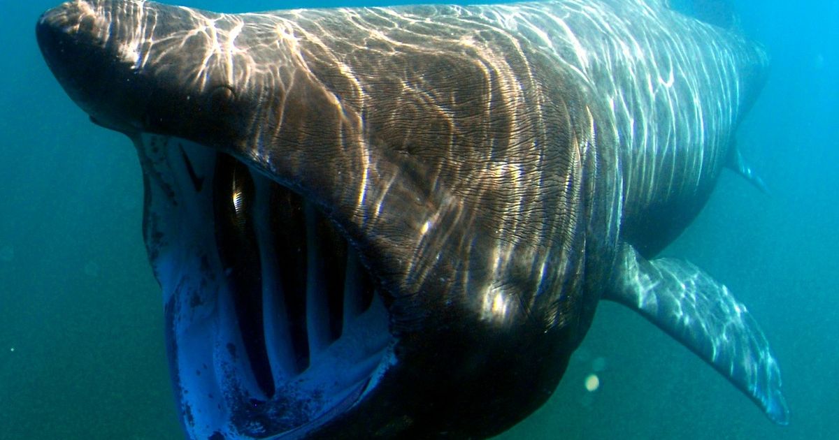 7 faszinierende Tiere aus der Tiefsee!