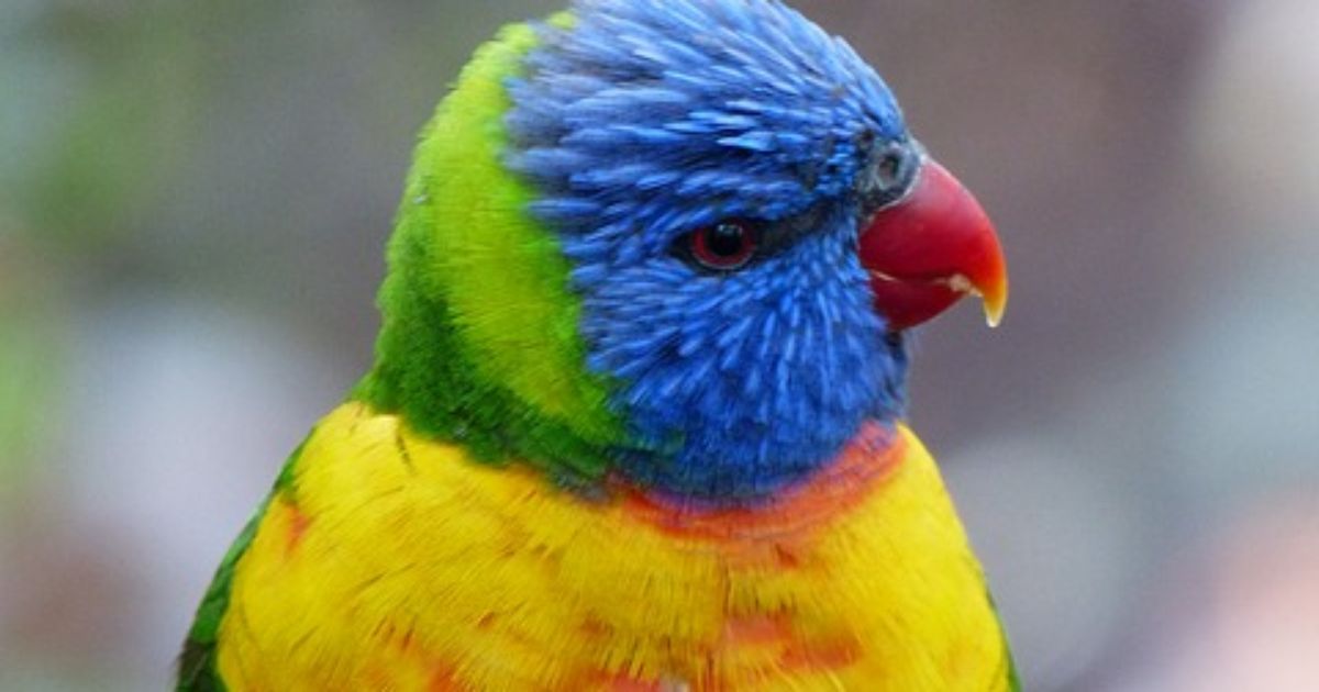 Die buntesten Tiere der Welt!