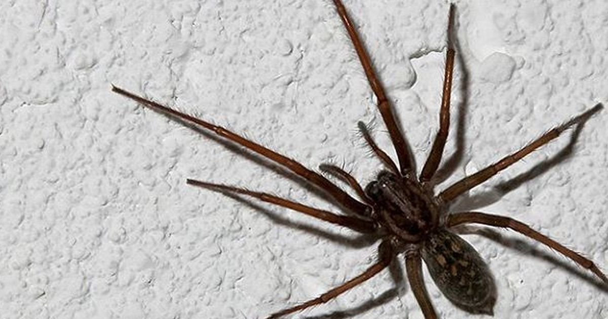 Diese Spinnen leben in deutschen Häusern