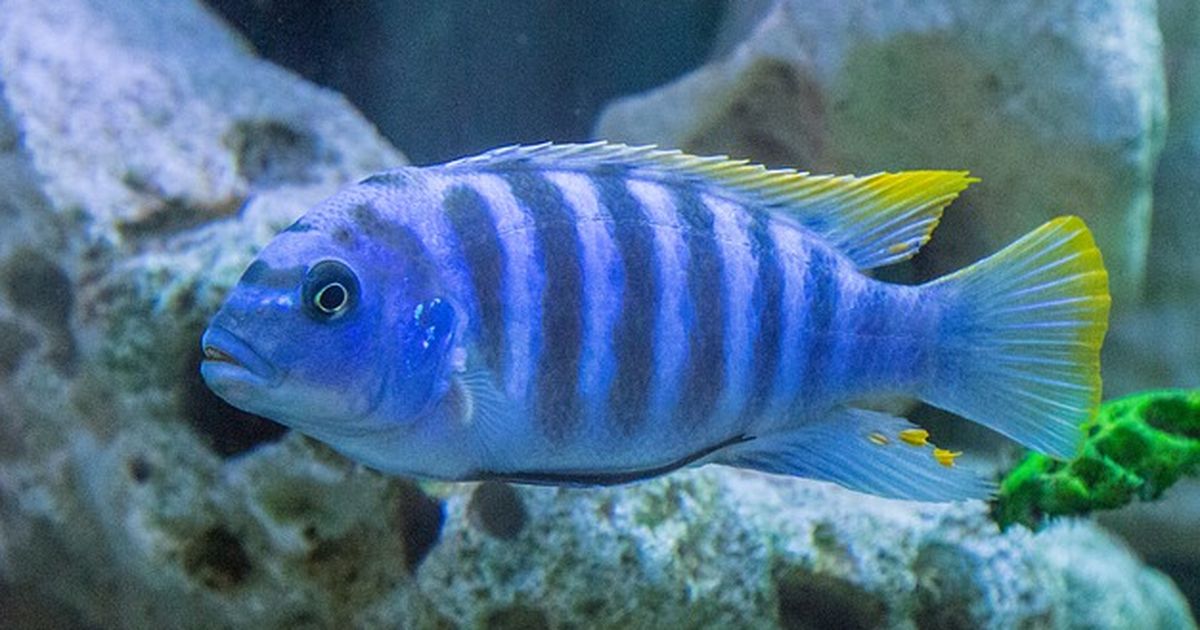 6 Fakten die zeigen, dass Fische mehr können als wir dachten