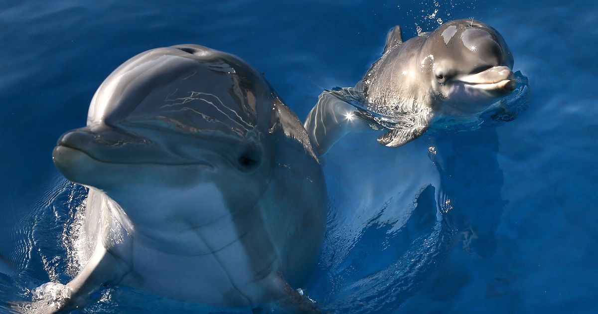 Erfolg für alle Delfin-Freunde