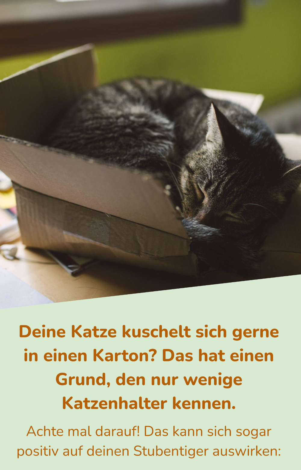 Warum legen sich Katzen so gerne in Kartons oder Kisten? Warum legen sich Katzen so gerne in Kartons oder Kisten?